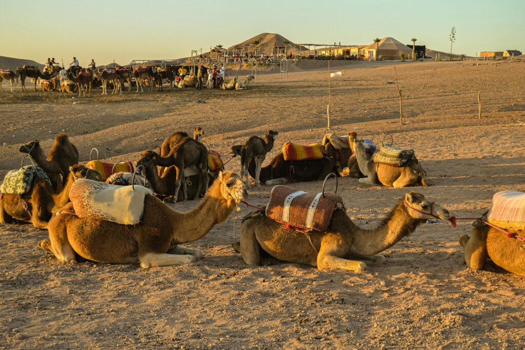 Agafay Desert Camel Day Trip from Marrakech Best 1 Day Tour